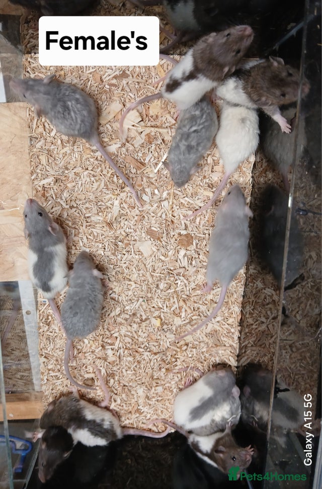 Baby Dumbo Rats , Furred , Rex , Naked for sale in Wolverhampton ...