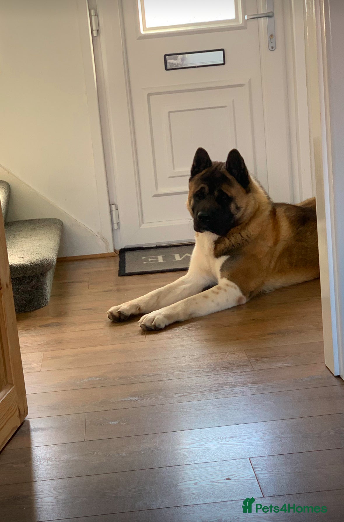 Exceptional American Akita Stud Dog for stud in | Pets4Homes
