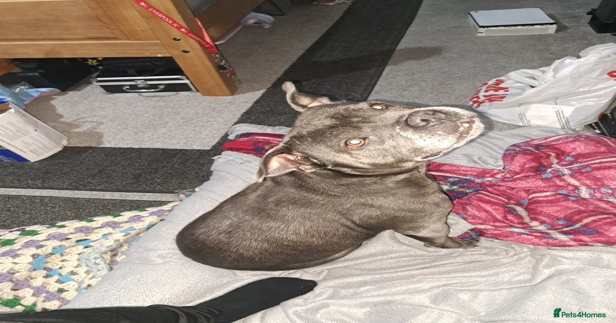 Blue staffy for sale in Devizes | Pets4Homes