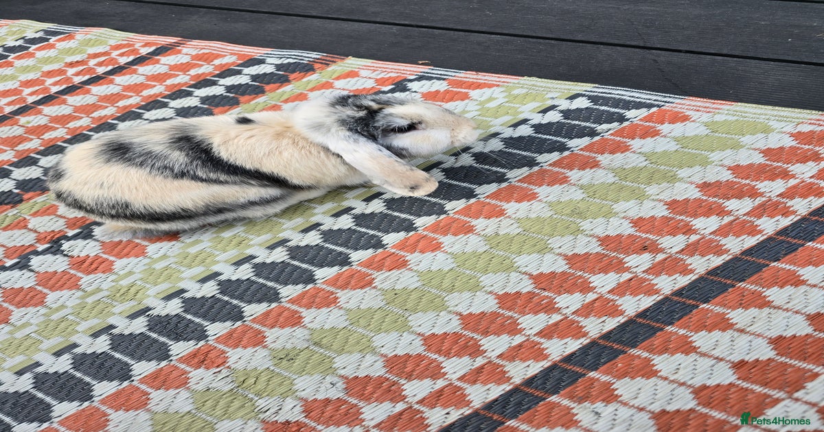 Mini lop house bunny for sale in Ely | Pets4Homes