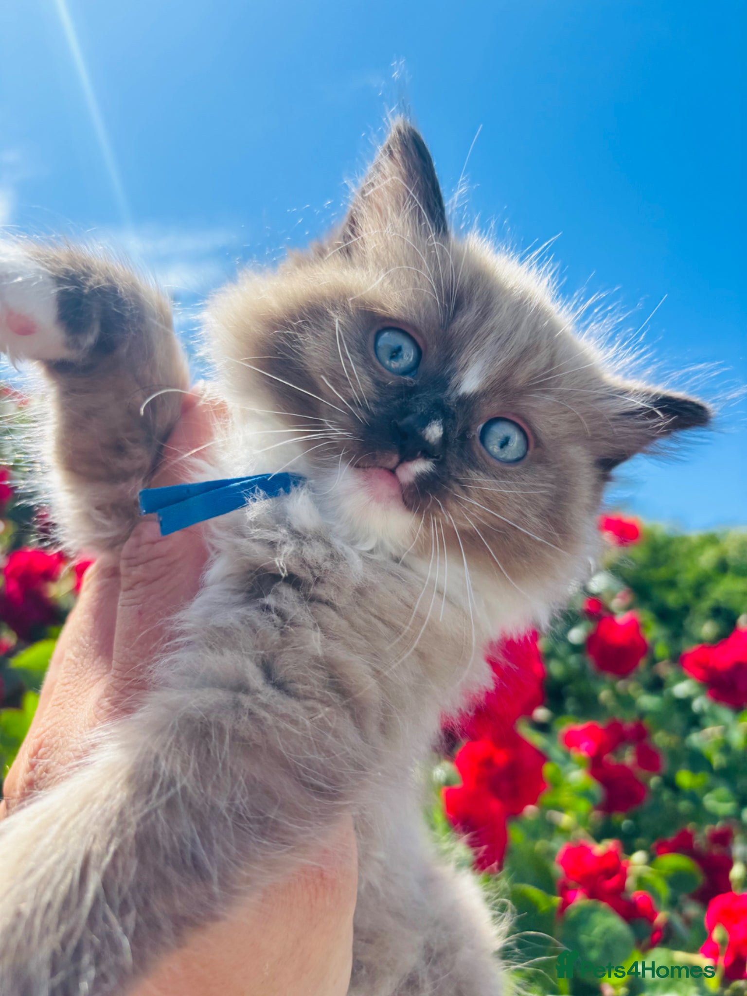 Ragdoll Kittens for sale | Pets4Homes
