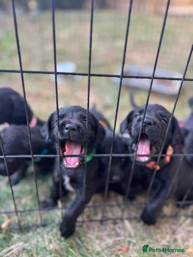Stunning black/black&white springador pups for sale in Huntly | Pets4Homes
