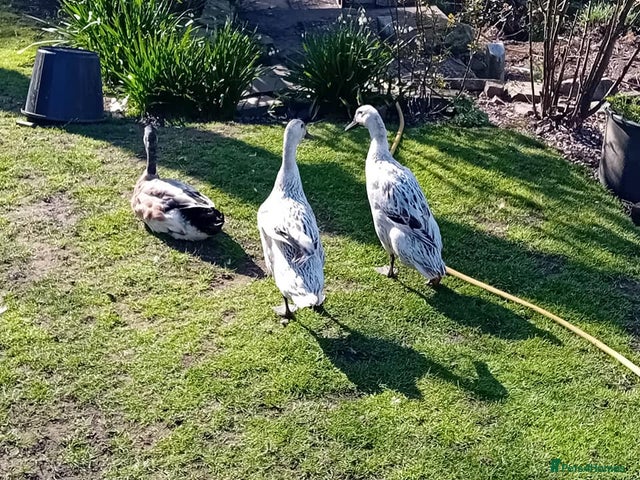 Silver Indian Runner Duck HATCHING EGGS for sale in Ruardean | Pets4Homes