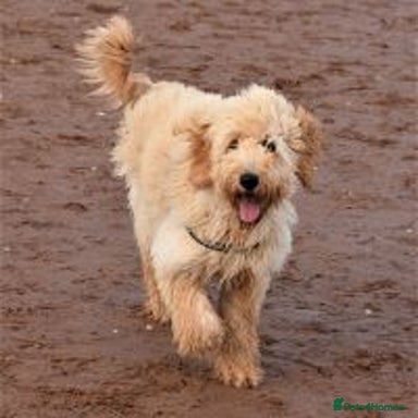 Small Puppies for sale | Pets4Homes