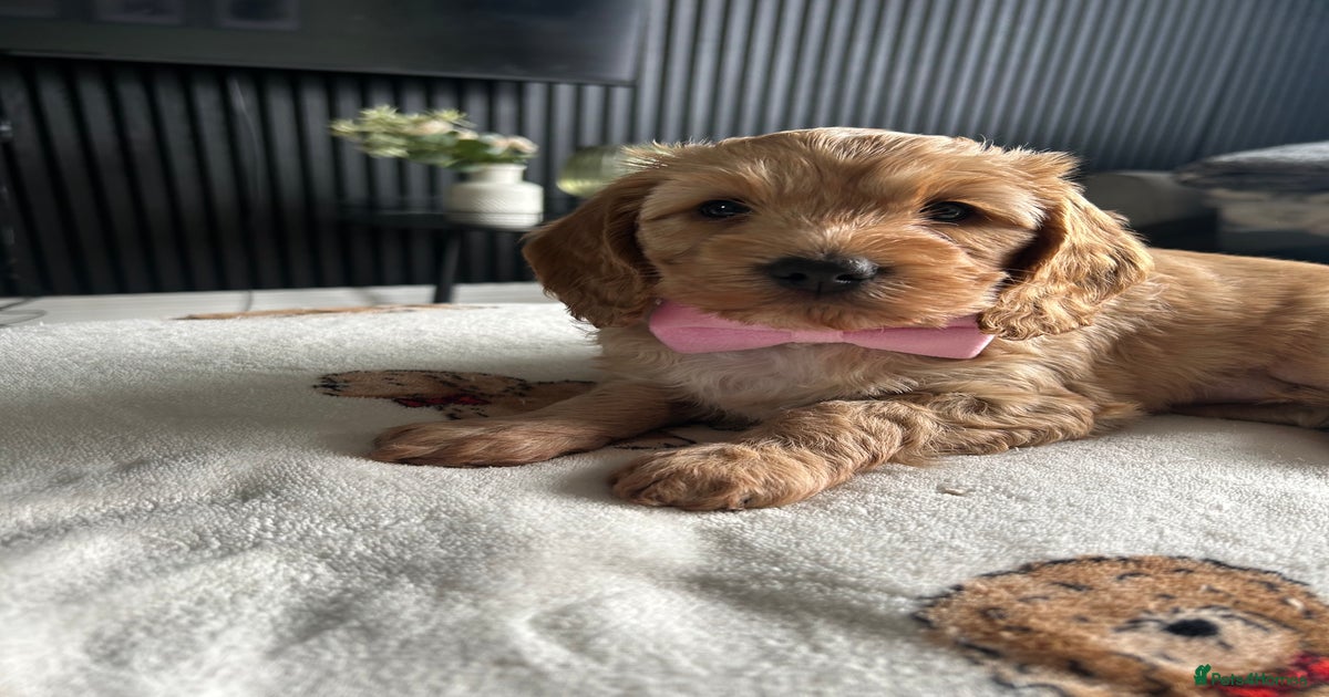 F2 Cockapoo for sale in Broxburn | Pets4Homes