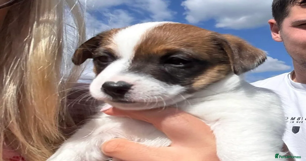 Jack Russel Terrier Puppies for sale in Scotland | Pets4Homes