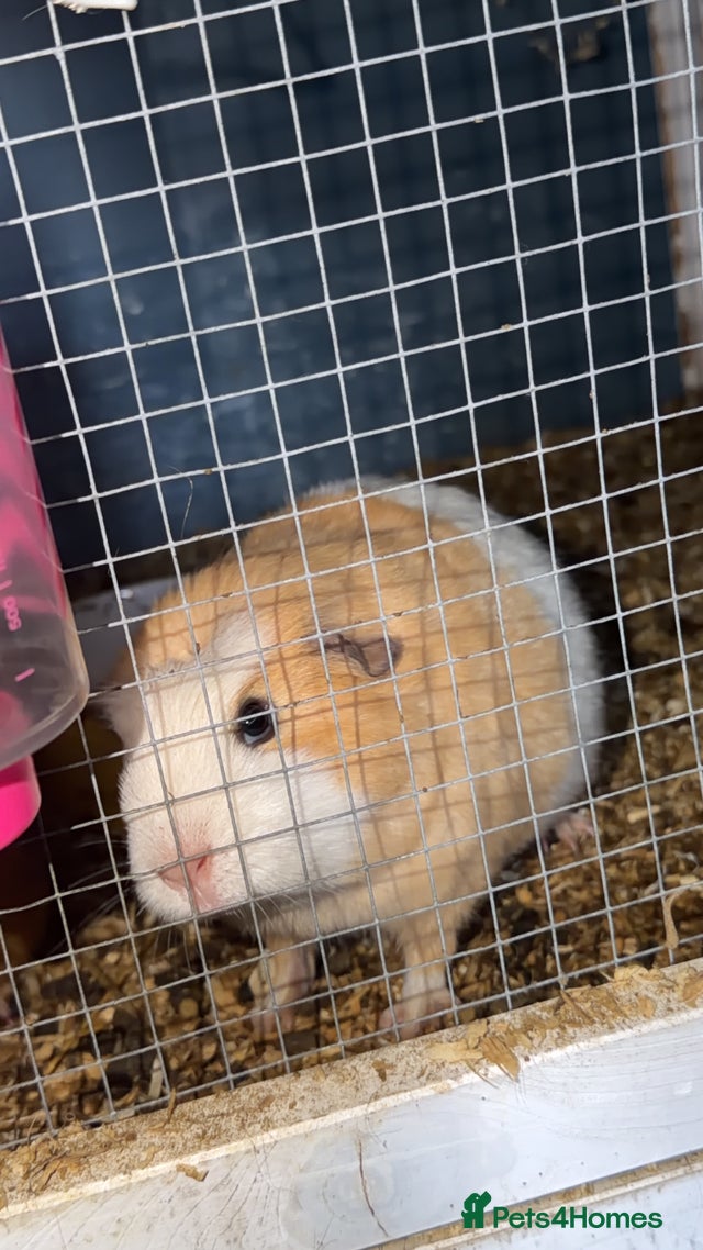Mix of Guinea pigs for sale in Bridgend | Pets4Homes