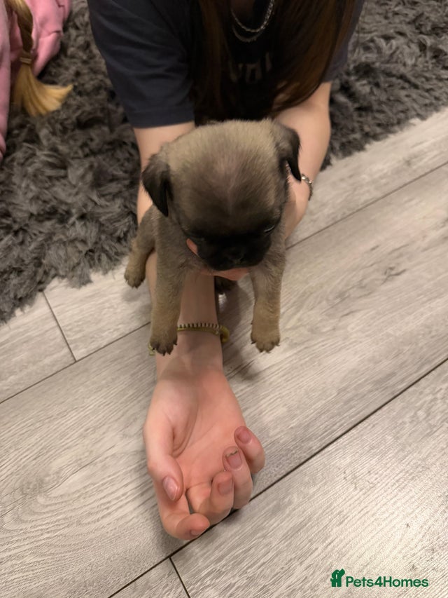 Pure pug puppies for sale in Telford | Pets4Homes