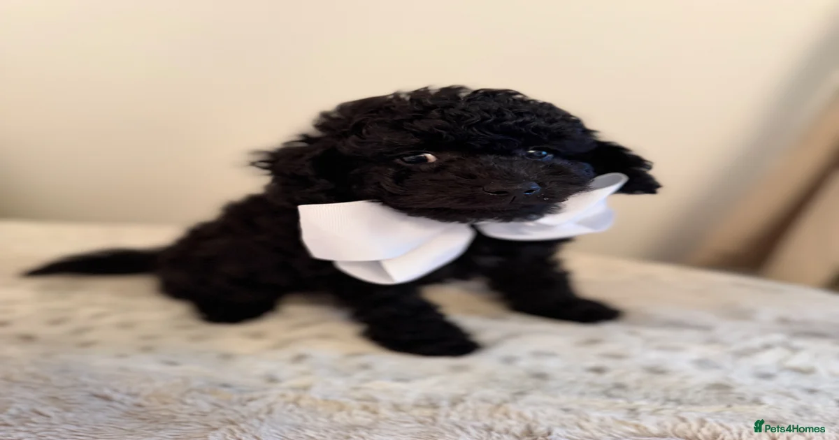 Cockapoo Puppies for sale | Pets4Homes