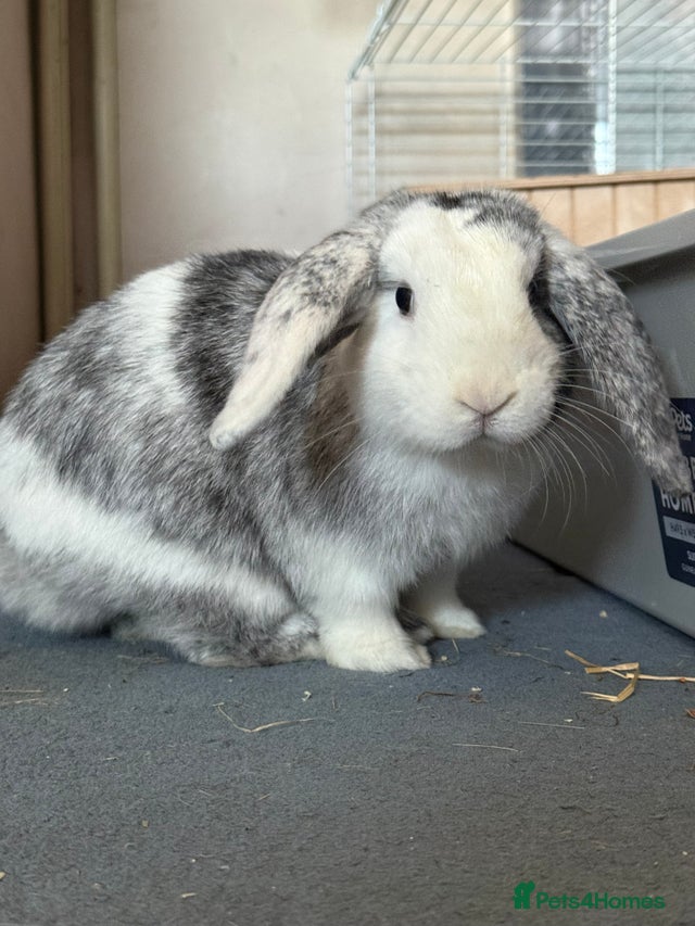 Cute adorable baby rabbit for sale in London | Pets4Homes