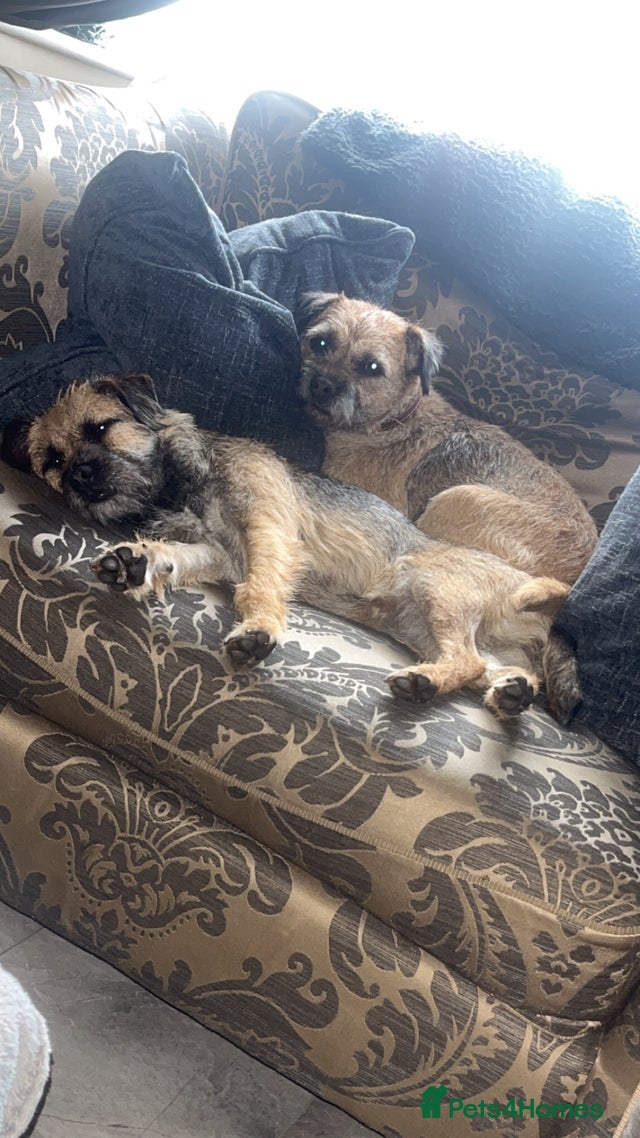 Border Terrier Pup Family Man’s Best Friend for sale in Maidstone ...