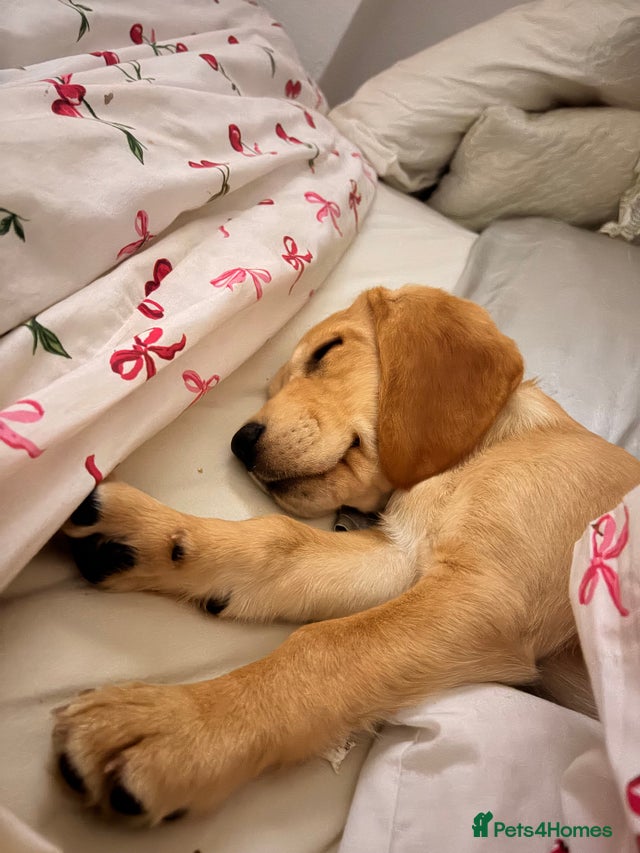 cockerdor puppies for sale in Yeovil | Pets4Homes