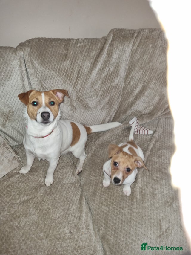 Jack Russel boy 2 yrs old for sale in Welwyn Garden City | Pets4Homes