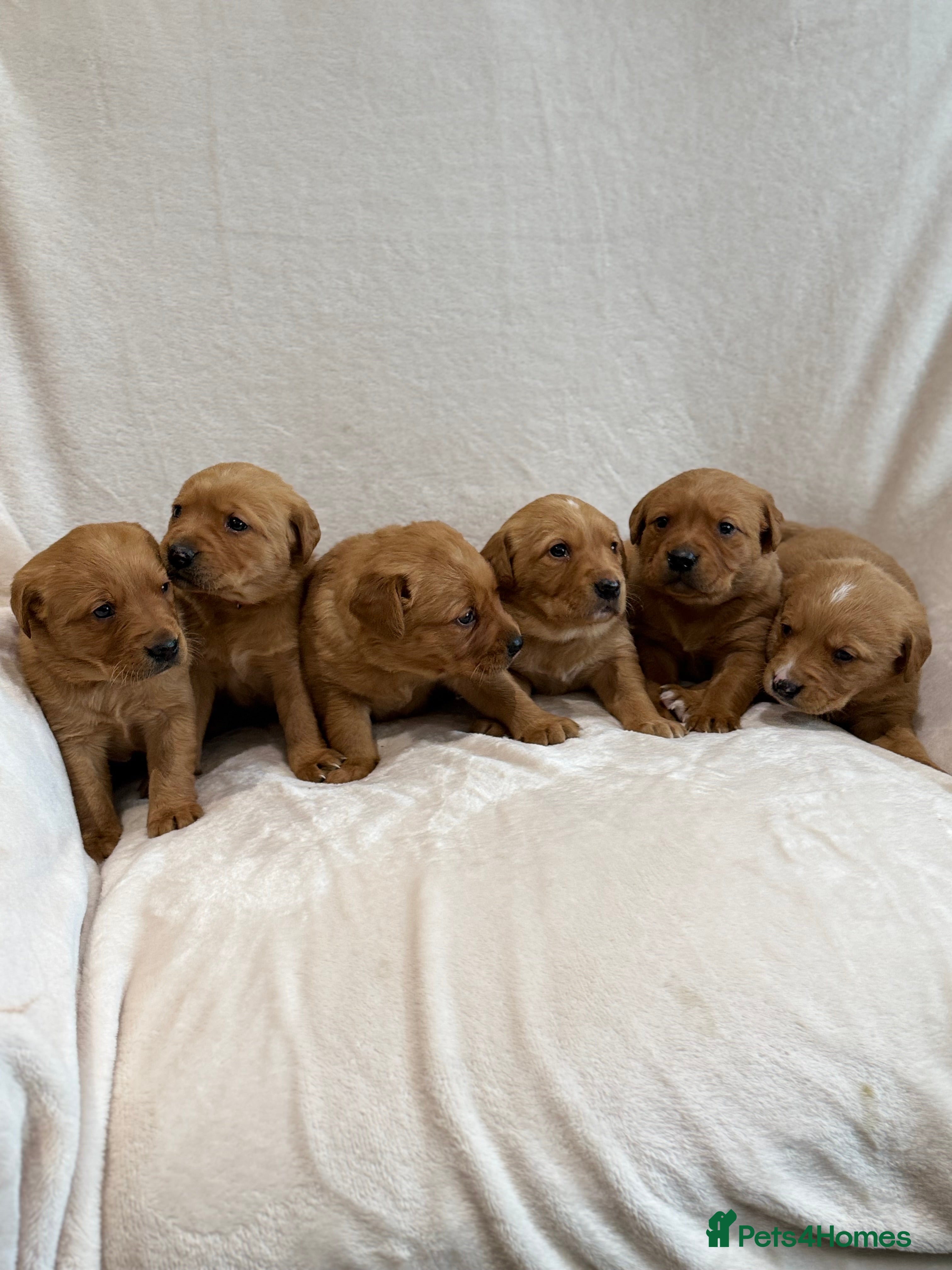 6 DARK RED GOLDADOR for sale in Thetford | Pets4Homes