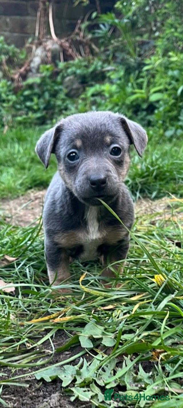 **rare miniature JRT only 1 available** for sale in Harrogate | Pets4Homes