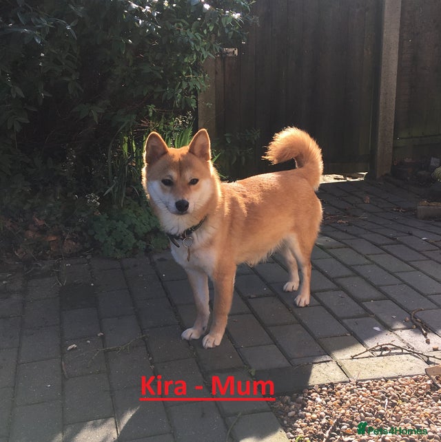 2 Beautiful Chunky Red Shiba Inu Female Pups left for sale in Lincoln ...