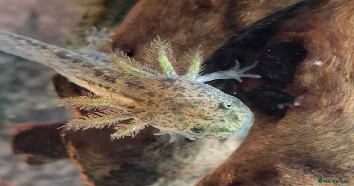 Baby axolotls wild and golden/albino for sale in Northampton | Pets4Homes