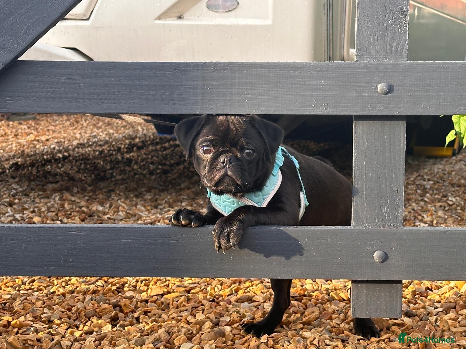 Male silver pug for sale in Daventry | Pets4Homes