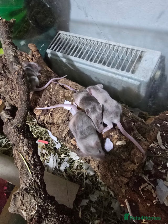 Young mice (colony bred), possibly naked carriers for sale in Preston ...