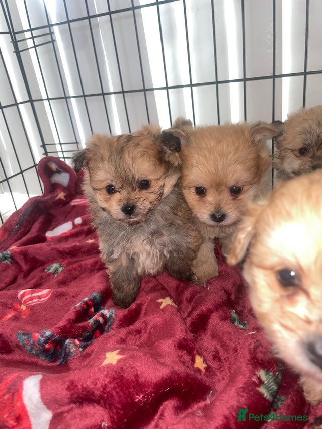 Girl Pomapoo puppies for sale in Huntingdon | Pets4Homes