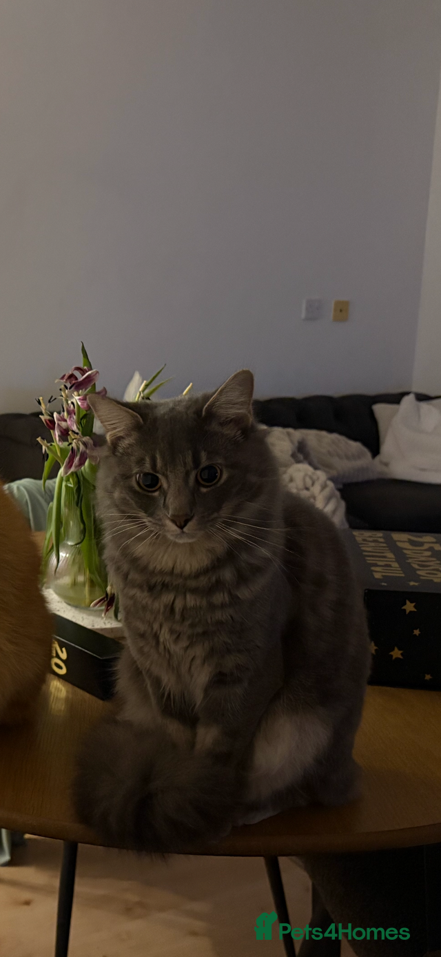 Siberian forest kitten - 11 months old for sale in Teddington | Pets4Homes