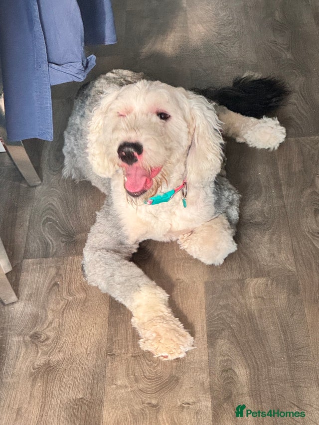 To Stud: Happy Go Lucky Old English Sheepdog for stud in Egham | Pets4Homes