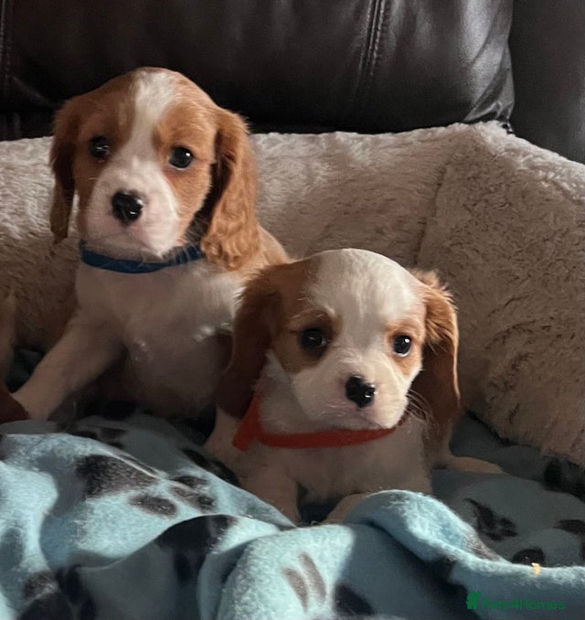 Stunning cavalier King Charles boys for sale in Carmarthen | Pets4Homes