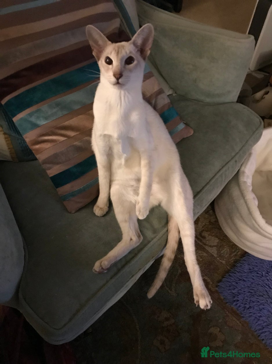 Siamese Cats Breed - Information, Temperament, Size & Price | Pets4Homes