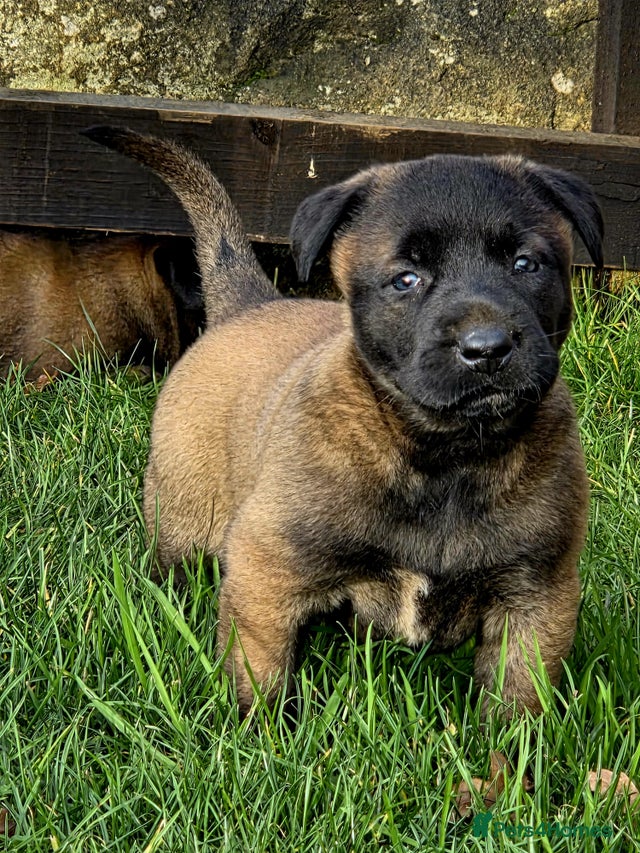 Dutch Herder x Mali Pups 🔥 for sale in Barnsley | Pets4Homes