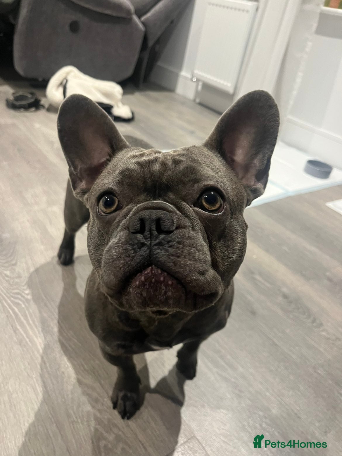 Purebred Frenchie (Reggie) for stud in Hertford | Pets4Homes