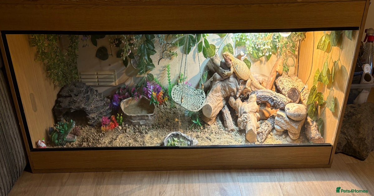 Bearded dragon for sale age 2 for sale in Oxford | Pets4Homes