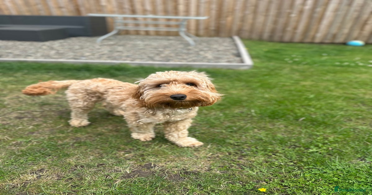 Cockapoo 7 month old for sale in Winsford | Pets4Homes