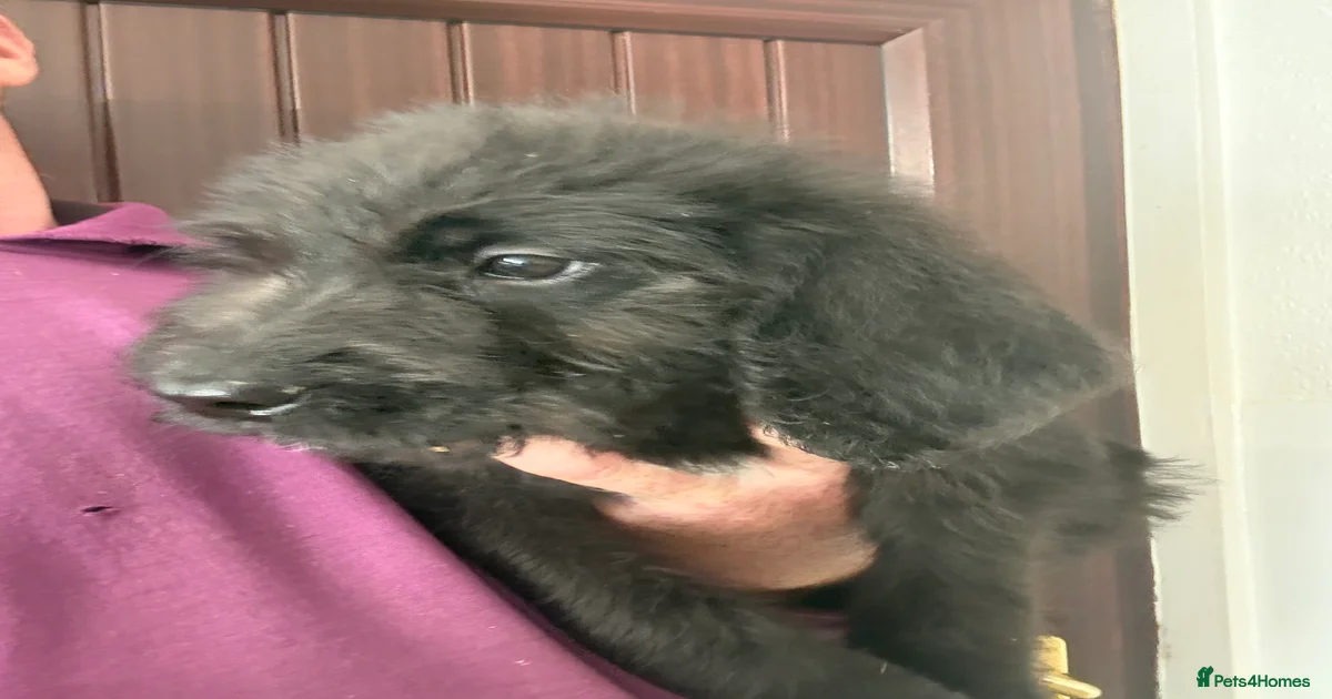 Black pedigree Puppies for sale | Pets4Homes