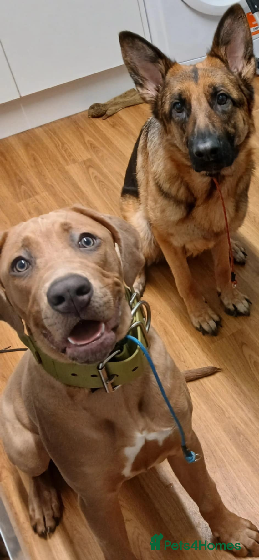 Rhodesian ridgeback X Cane corso 6 month old for sale in Blackburn ...