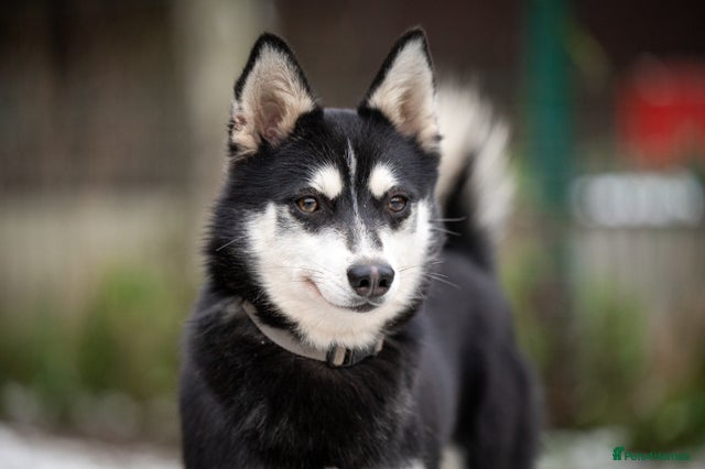 TUCKER – Male Siberian Husky for adoption in West Malling | Pets4Homes