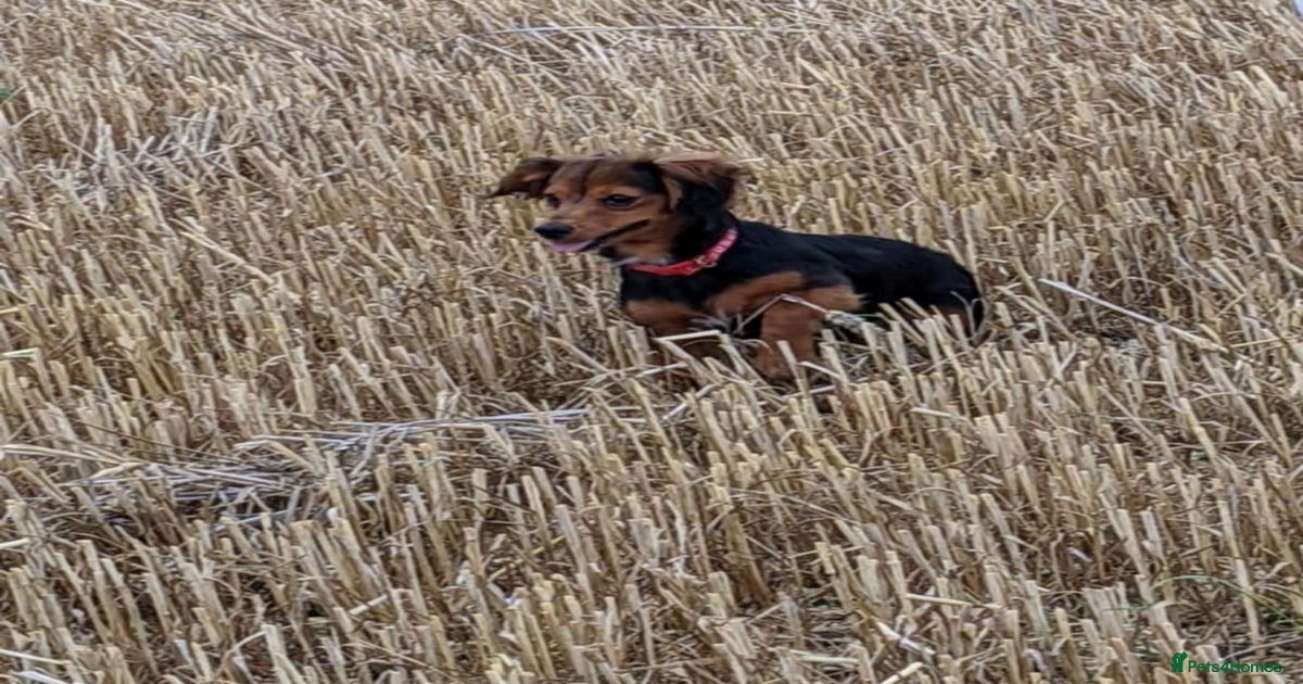 Male (Billy) for sale for sale in Rochester | Pets4Homes