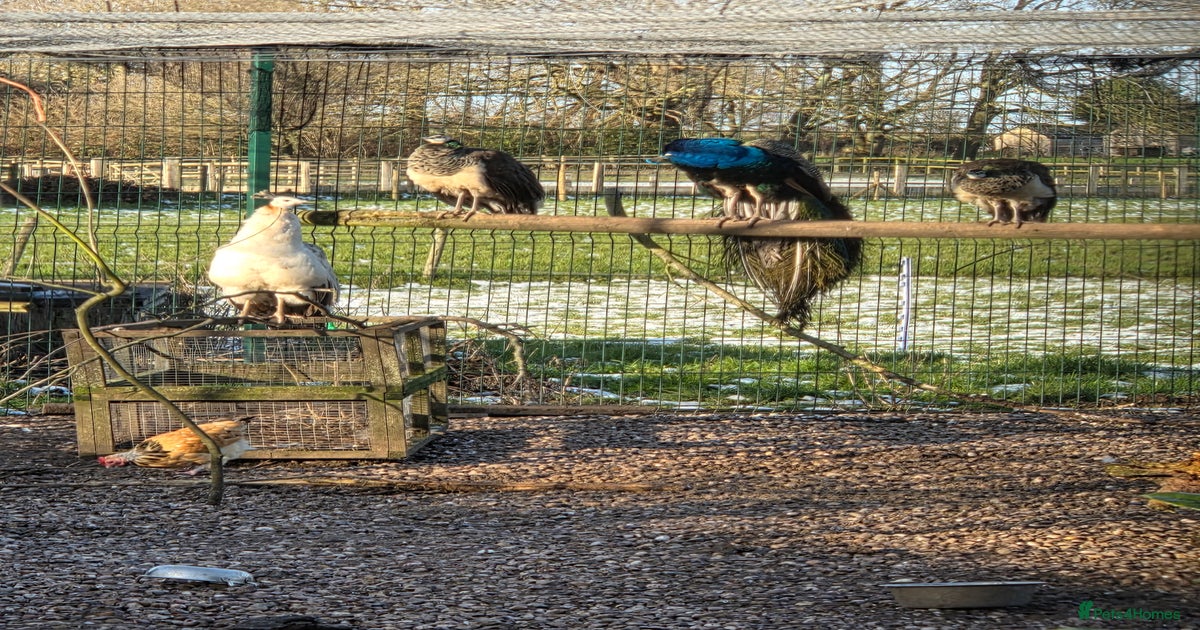 2 young male peacocks for sale in Burton-on-Trent | Pets4Homes