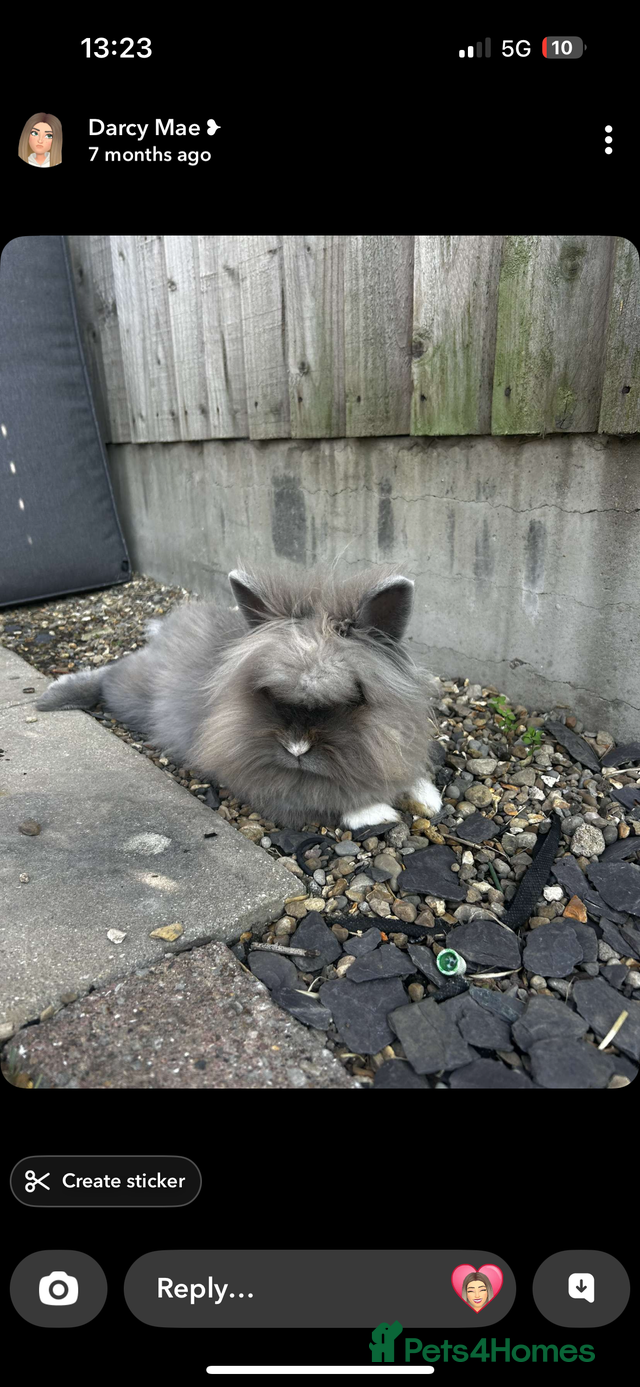 Female lion head 18 month old rabbit full set up for sale in Wakefield ...