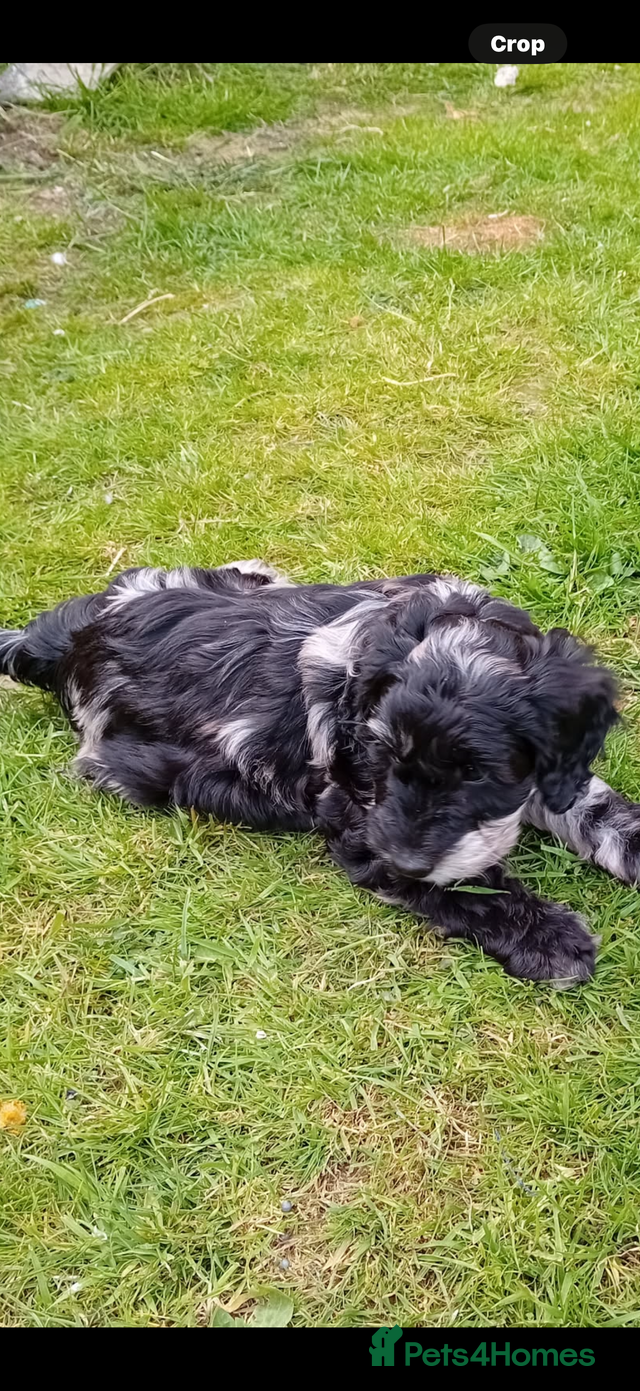 READY NOW Last Black F1 Cockapoo girl for sale in Larkhall | Pets4Homes