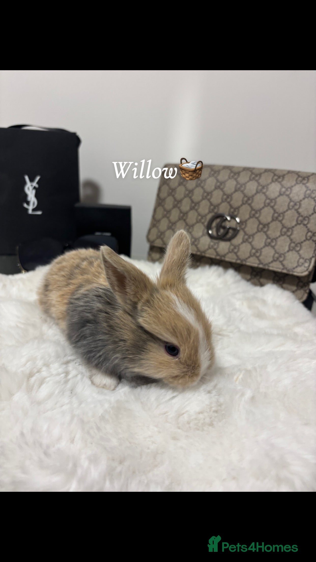 Lionhead X mini lop X holland lop bunnies for sale in Southwell ...