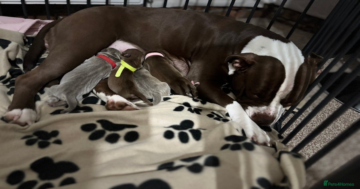 American staff X Doberman X ridgeback puppy’s for sale in Cleckheaton ...