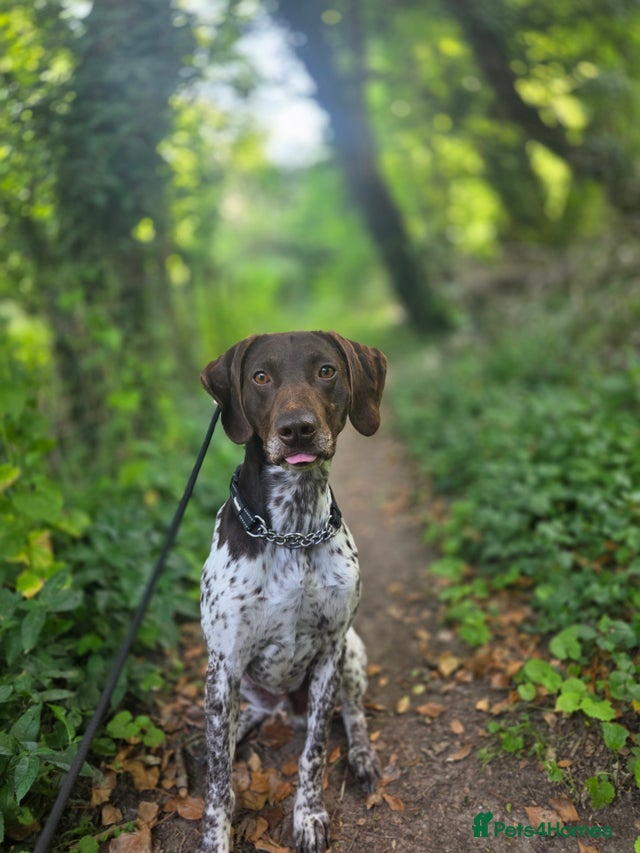 KC 4 year old German Shorthaired Pointer for sale in Beaconsfield ...