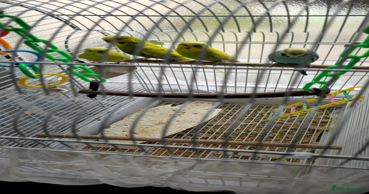 Birds for sale in England | Pets4Homes