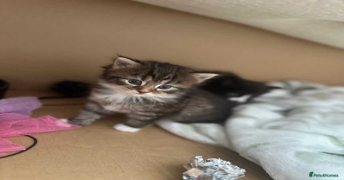 4 beautiful kittens for sale in Sheffield | Pets4Homes