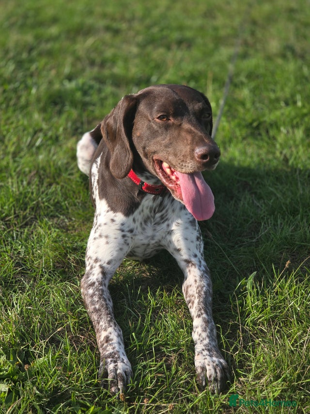 KC 4 year old German Shorthaired Pointer for sale in Beaconsfield ...