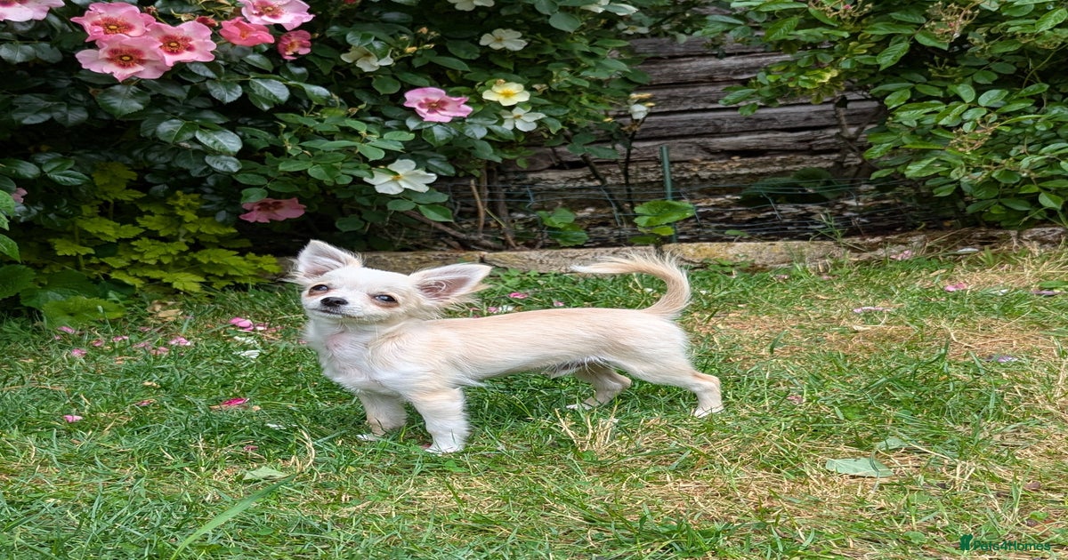 Extrovert, loving KC Reg. Longcoat Chihuahua Puppy for sale in Rochford ...