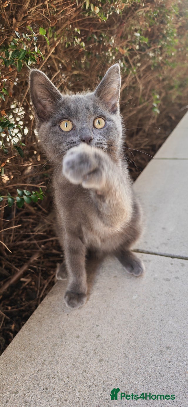 Russian blue kittens with cute bobtail for sale in London | Pets4Homes