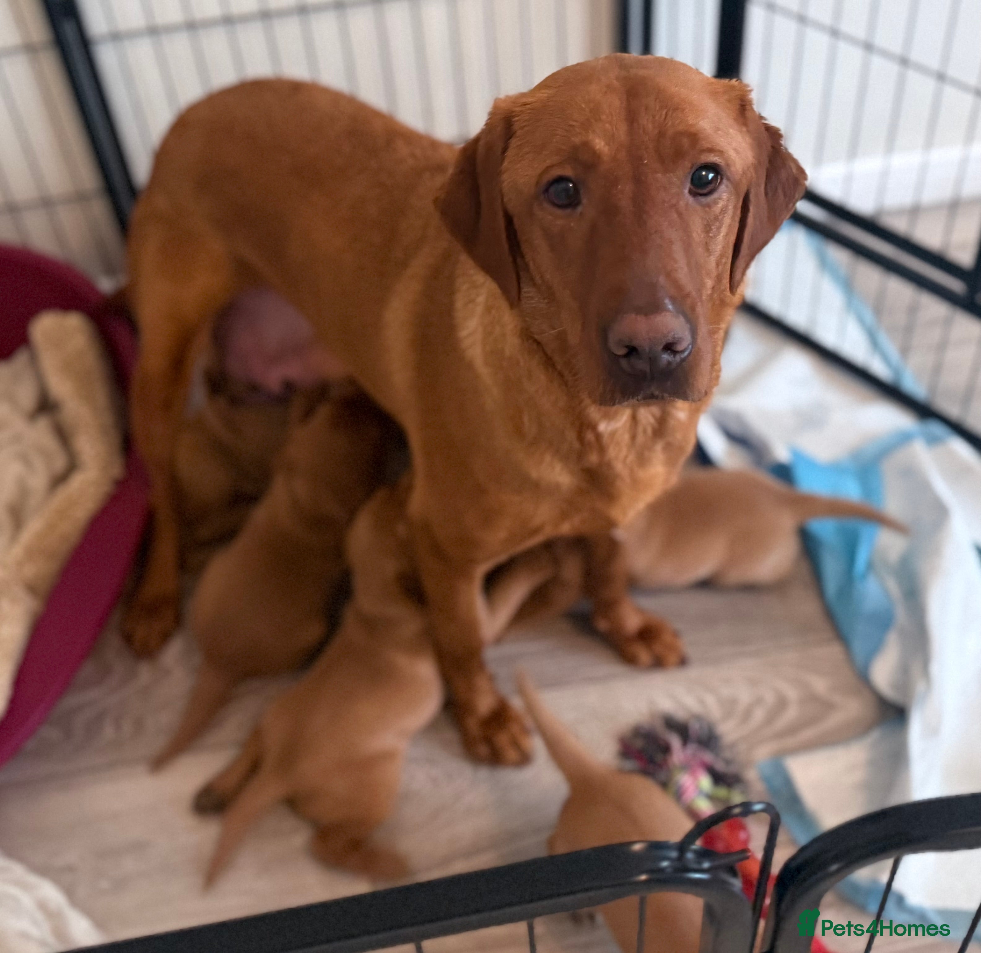 Kc registered fox red labs 5 wks free insurance for sale in Windsor ...