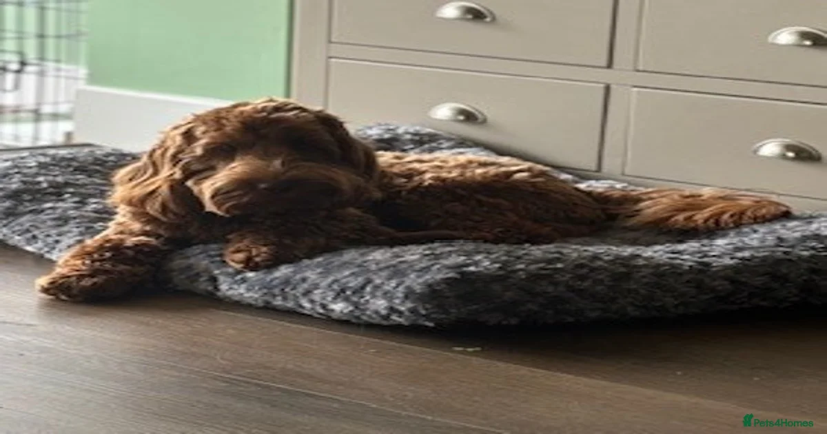 F1 Red Cockapoo PROVEN Stud-Extensively DNA Tested for stud in Stafford ...
