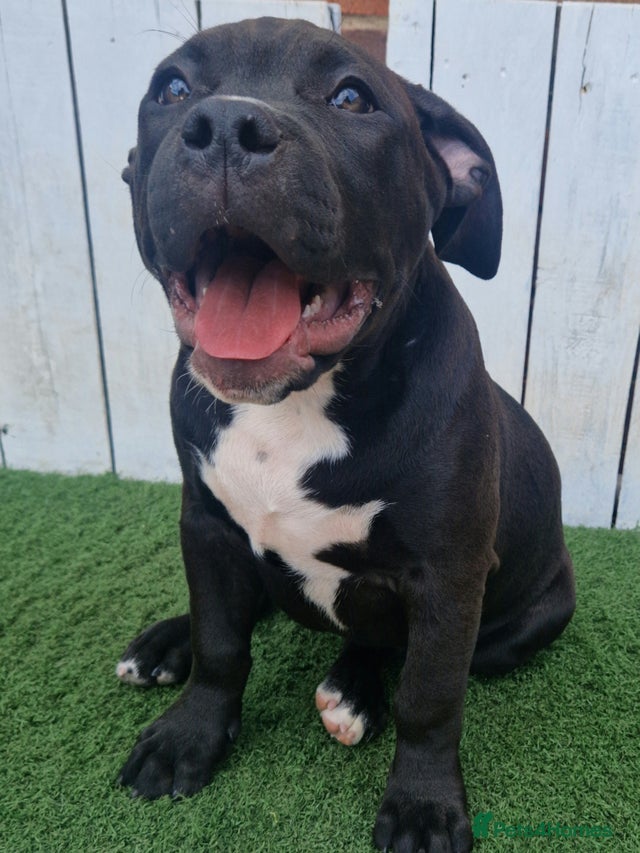 Abkc Pocket/standard american bully pups for sale in Hull | Pets4Homes